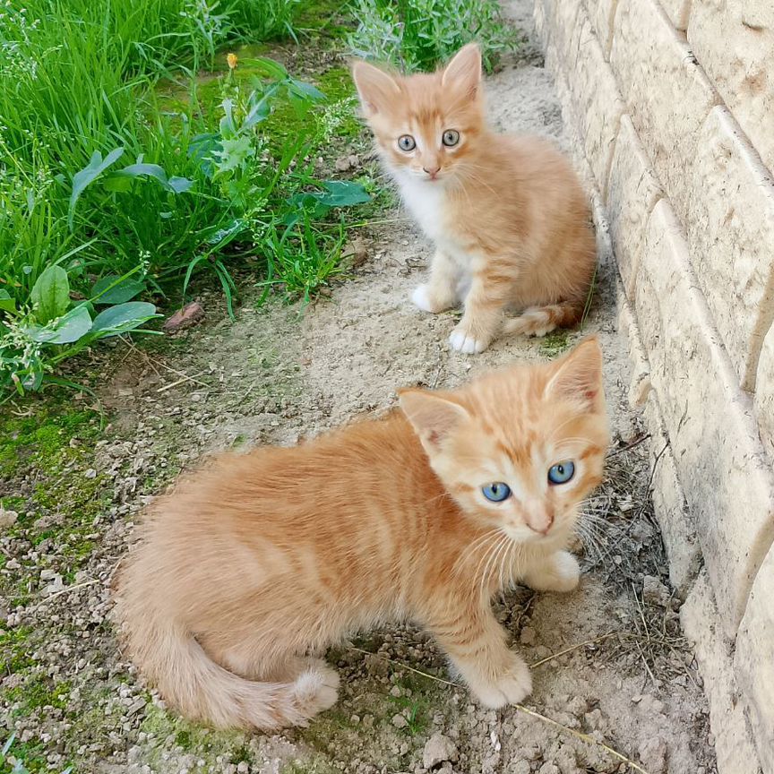Котята в добрые руки даром