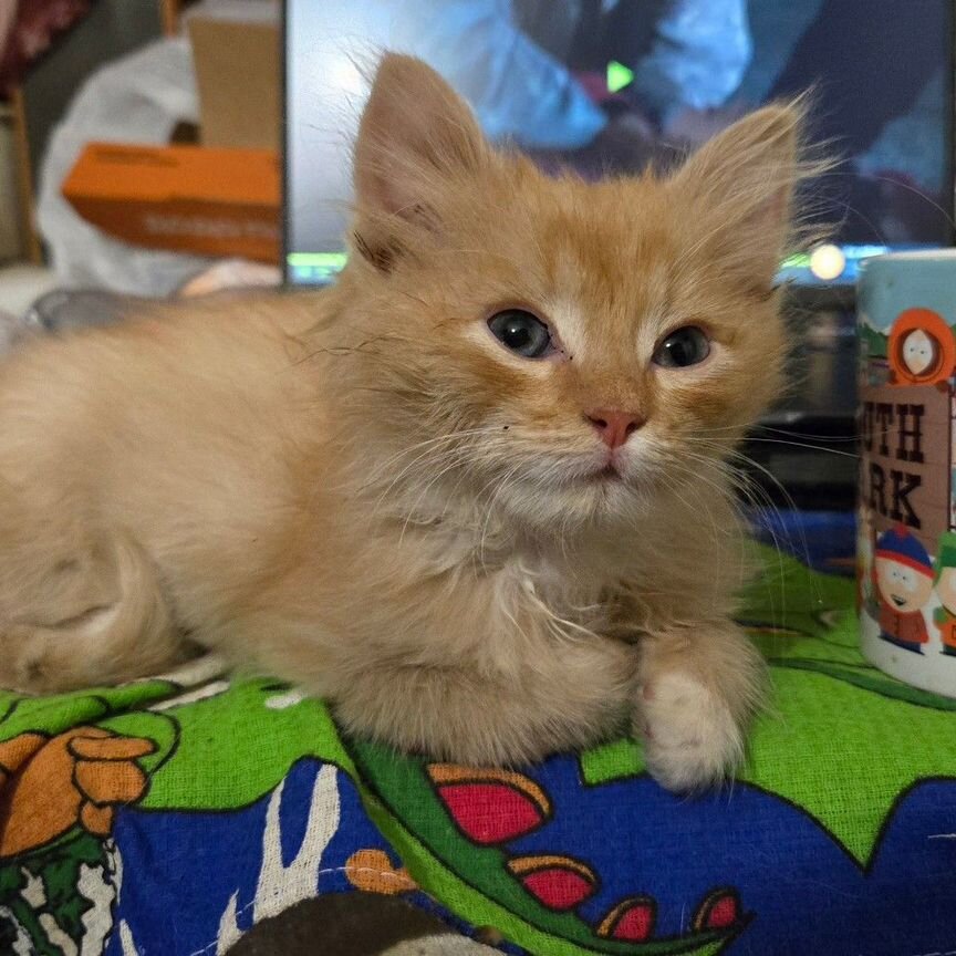 Ласковые котята длинношерстные