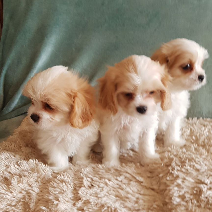 Кавалер кинг-чарльз-спаниель, щенок