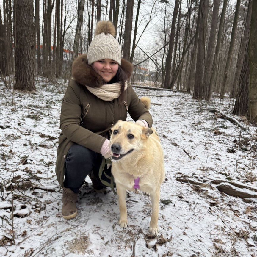 Добрая собака в дар