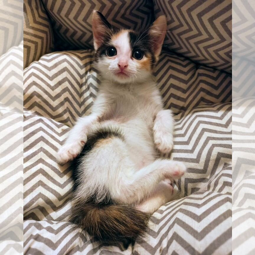 Кошечка Клепа 2 мес