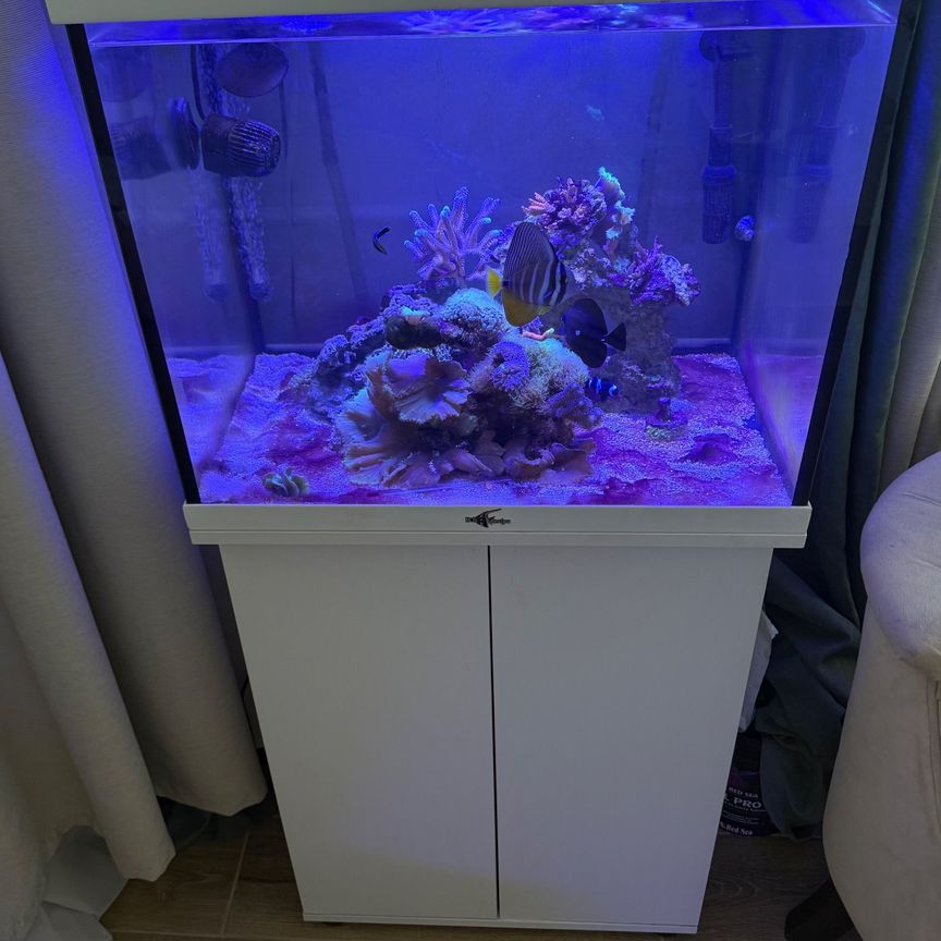 Аквариум морской