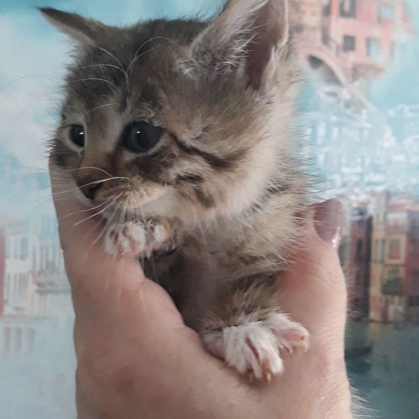 Котёнок в добрые руки