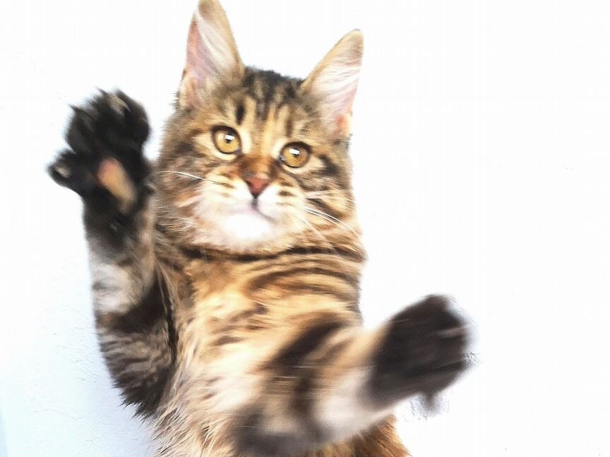 Курильский бобтейл кошечка