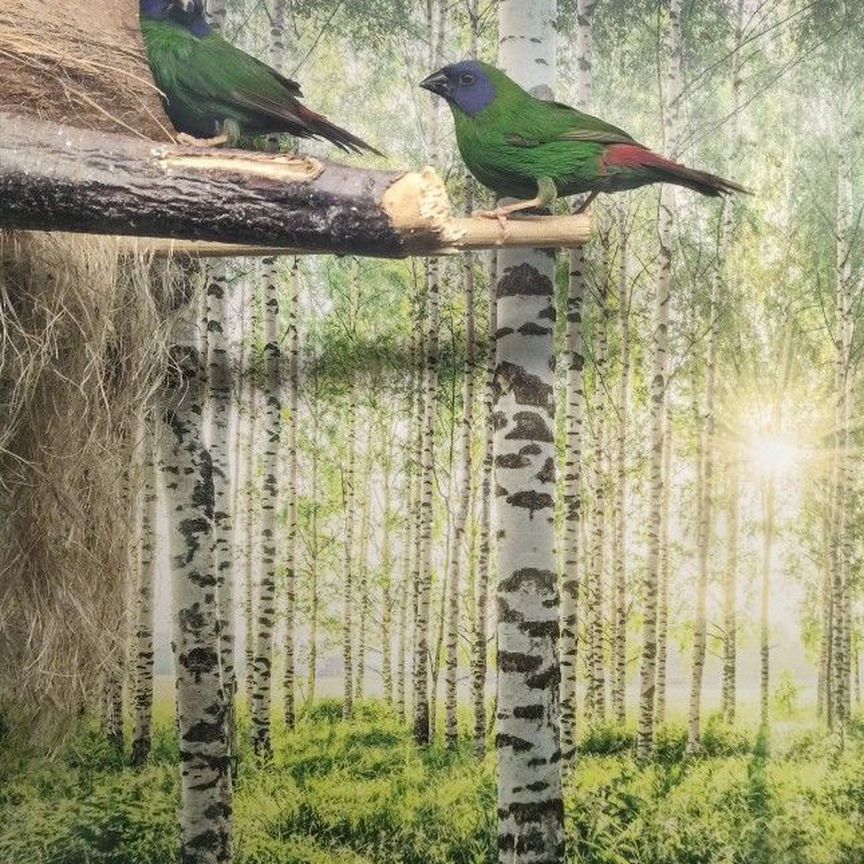 Амадины попугайные