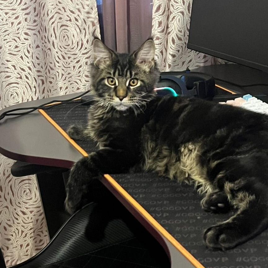 Мейн-кун котёнок