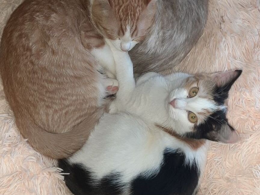 Котята в добрые руки