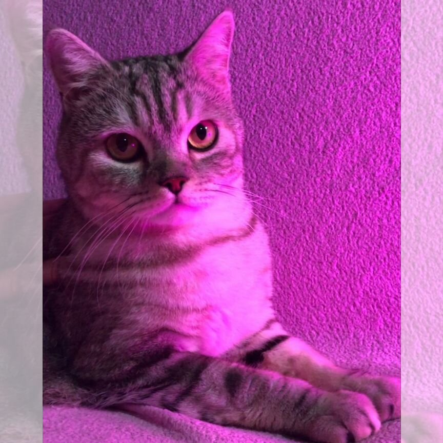 Продам молодого кота шотландской породы