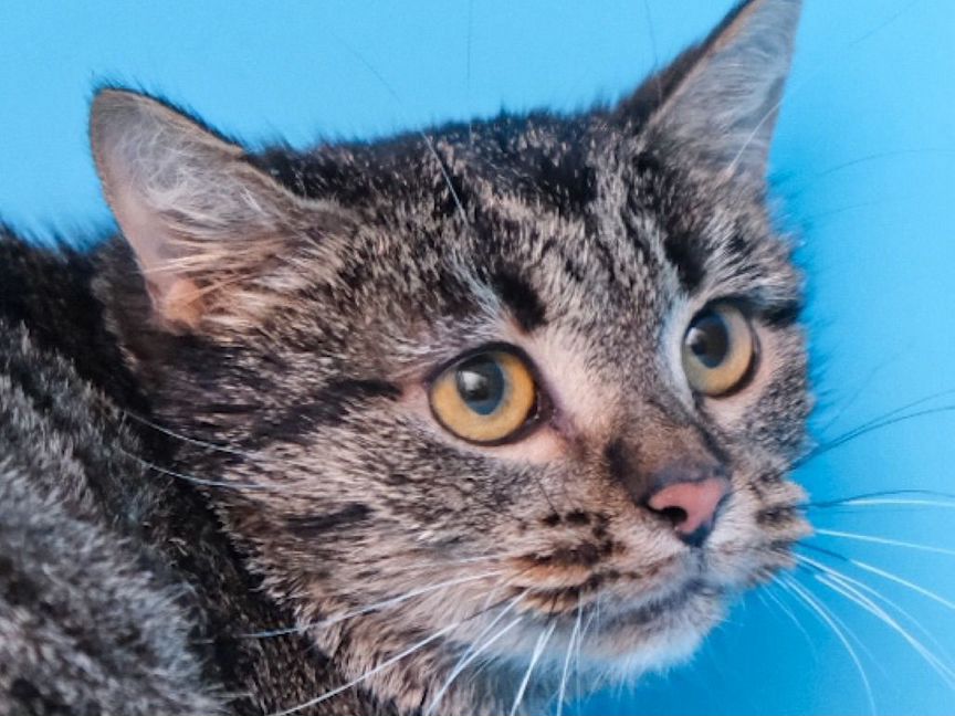 Кошечка с грустными глазками