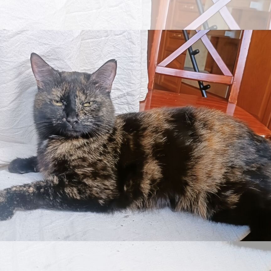 Взрослая, кошка в добрые руки