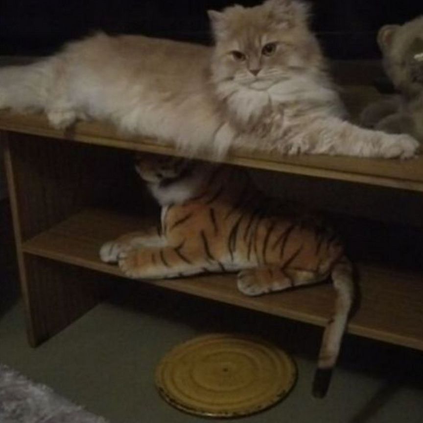 Отдаю в добрые руки кота в связи с переездом