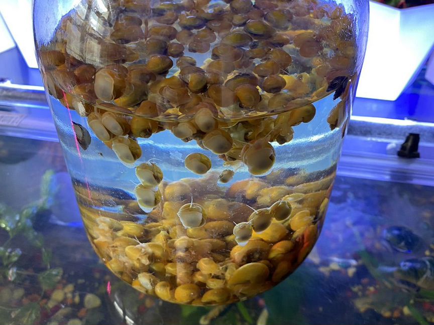 Улитки ампулярии