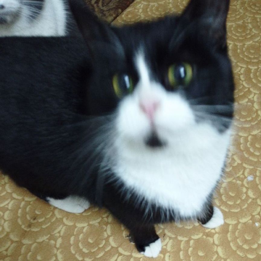 Взрослый кот в добрые руки