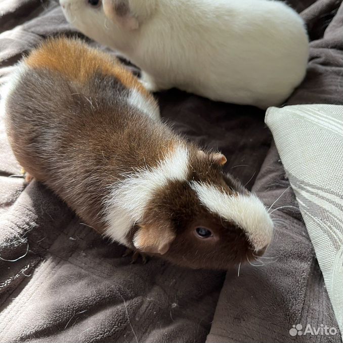 Морские свинки американский тедди