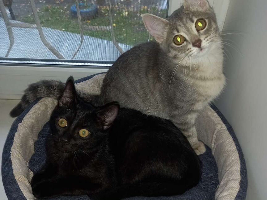 Кошка