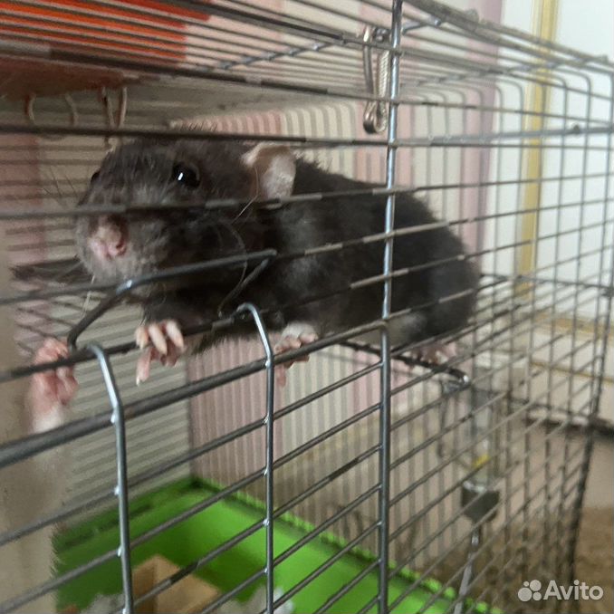 Декоративные Крысята девочки