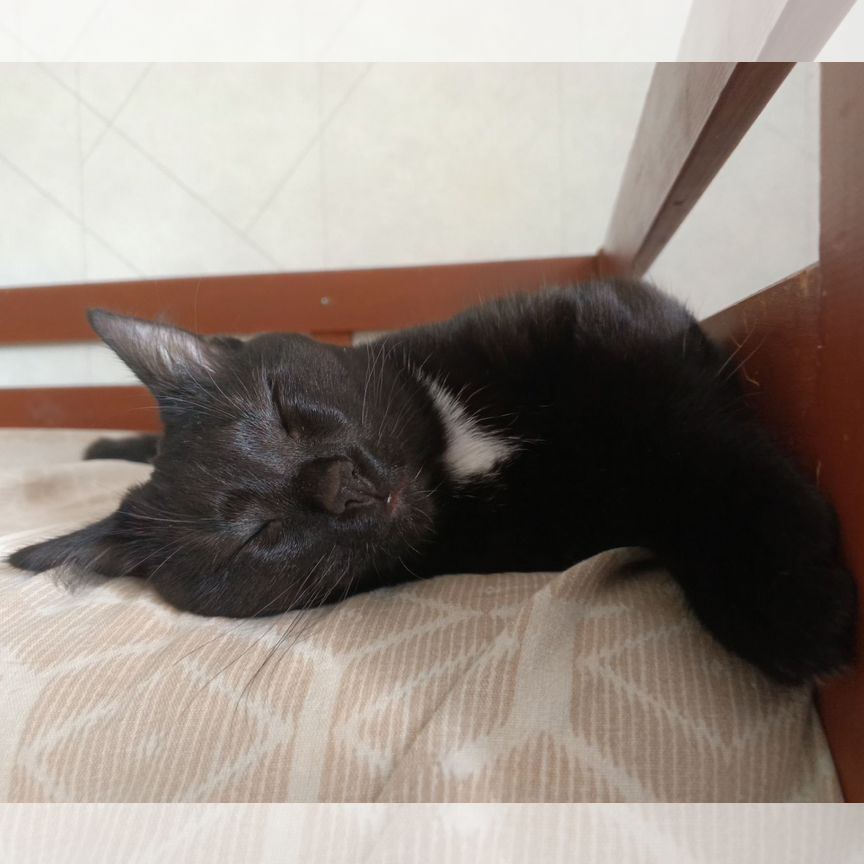 Британский короткошёрстный котёнок