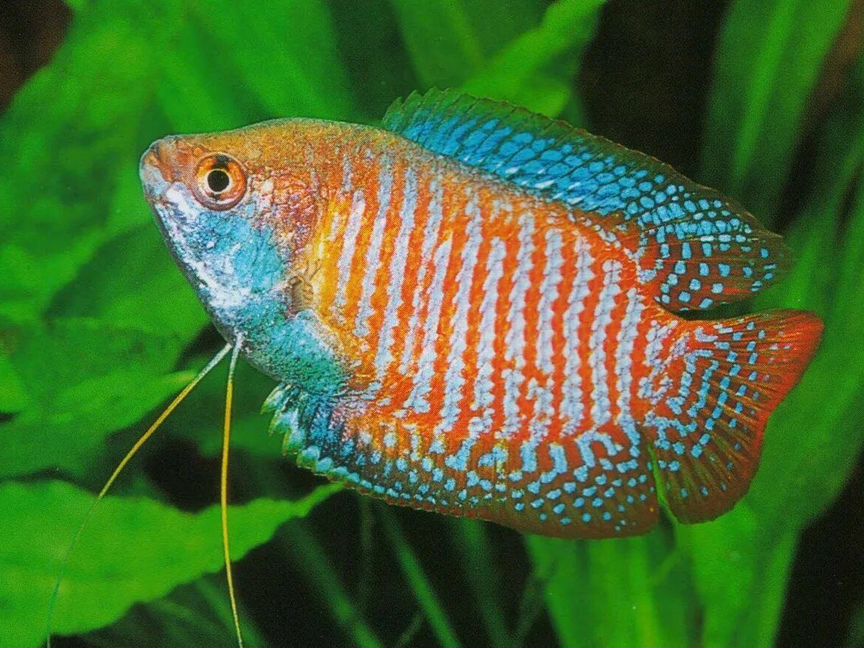 Лялиусы аквариумные рыбки