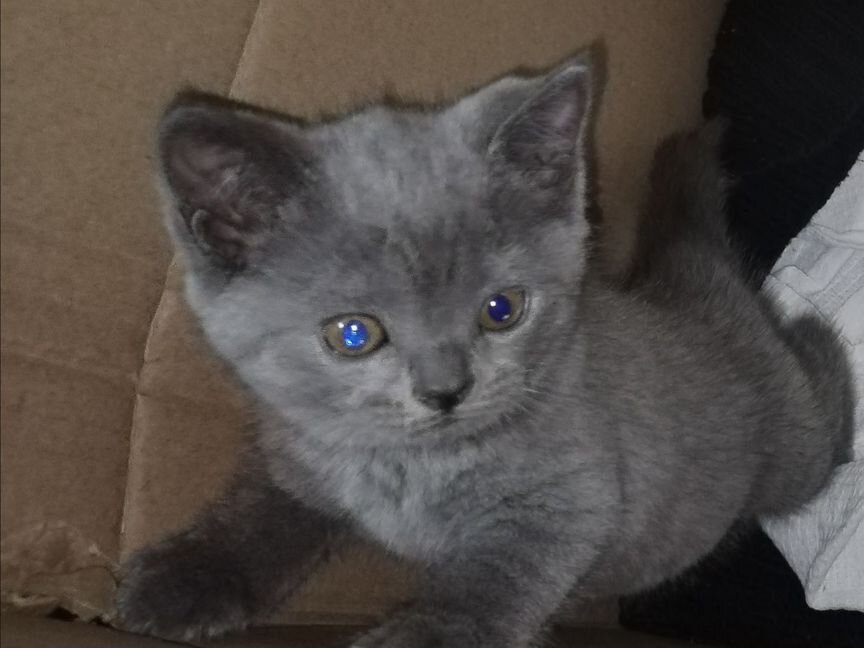 Британские котята