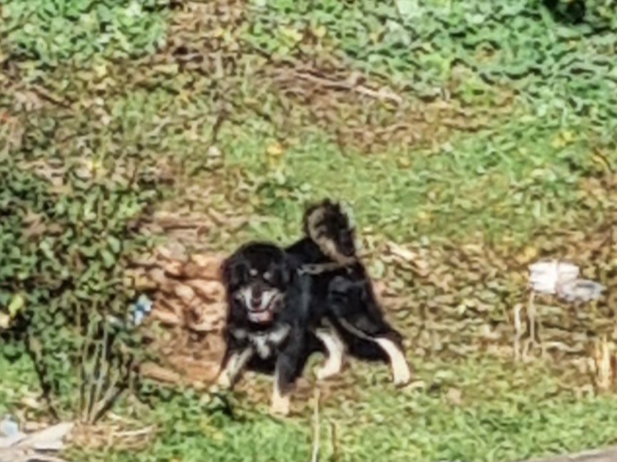 Собака в добрые руки отдам бесплатно