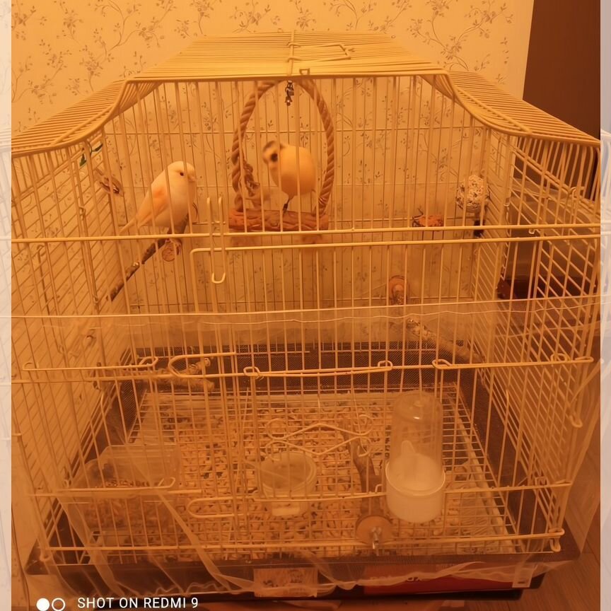 Канарейки пара