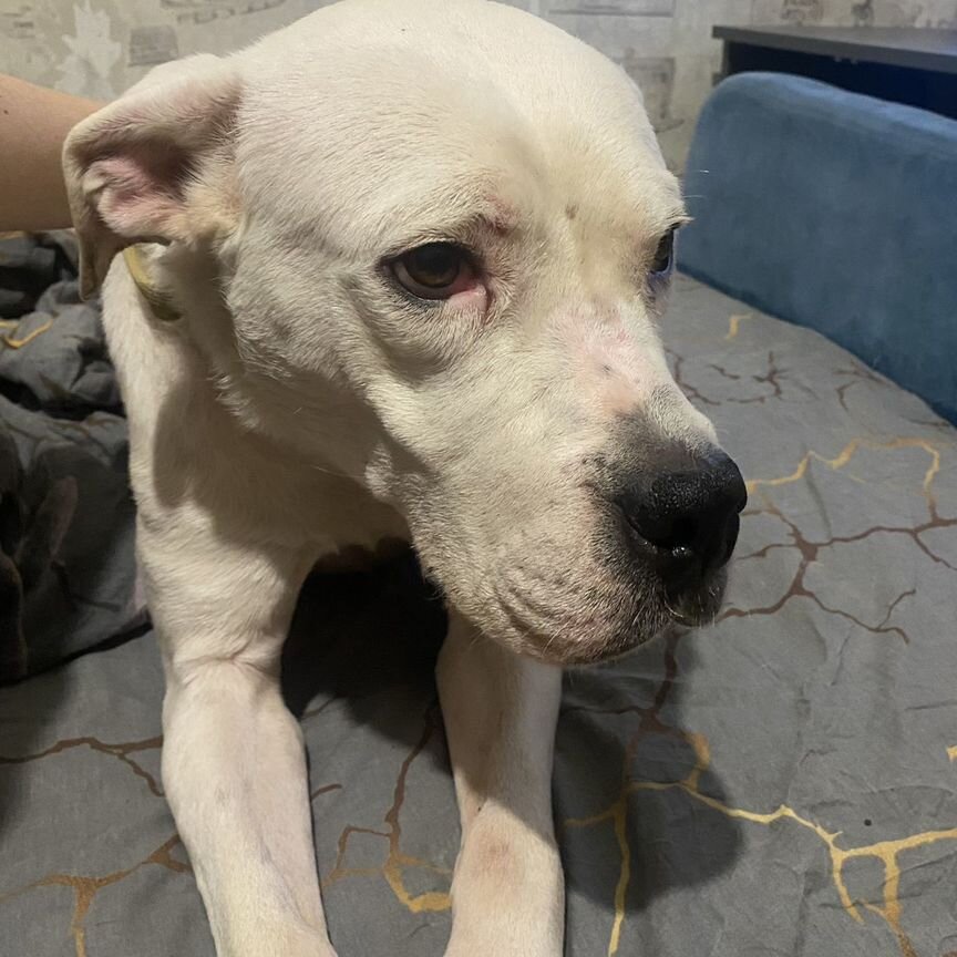 Аргентинский дог, взрослая собака