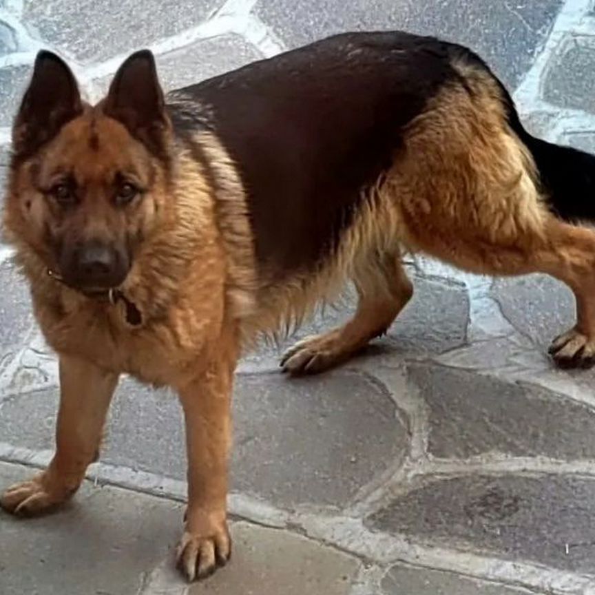 Немецкая овчарка, щенок