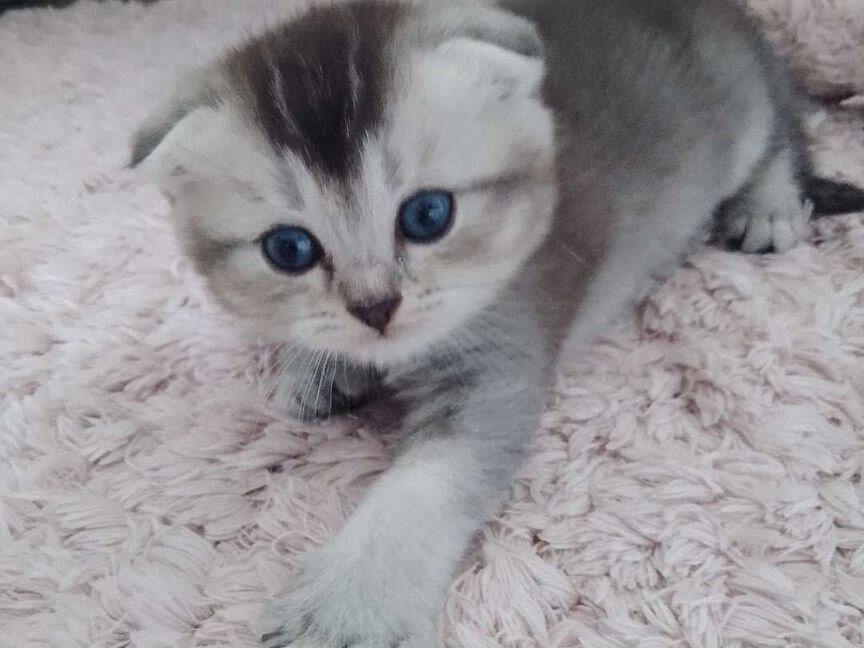 Шотландские