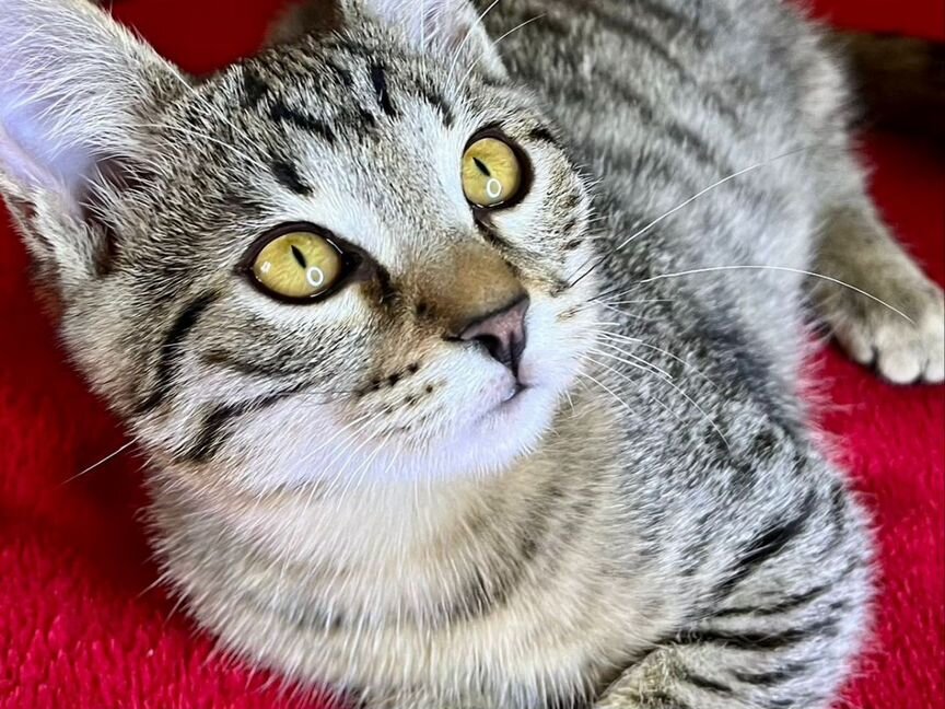 Котенок бесплатно