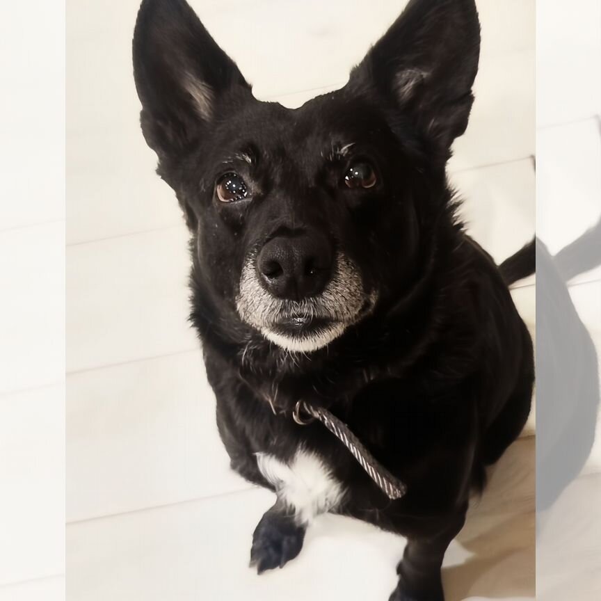 Взрослая собака в добрые руки