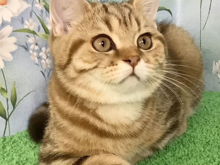 Шотландский котик