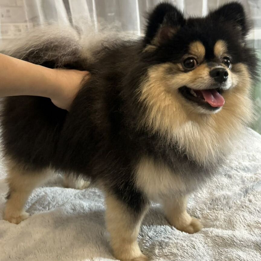 Померанский шпиц, взрослый пёс