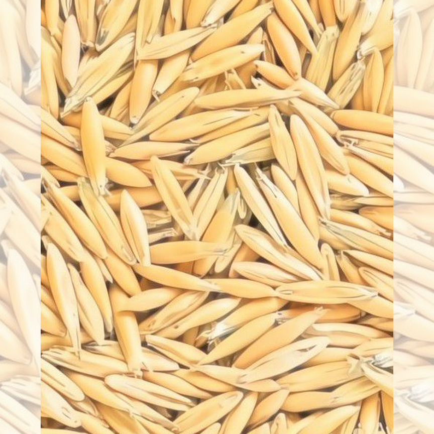 Зерно пшеница овёс