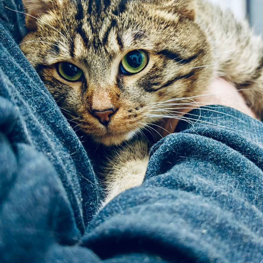 Котик Богдаша