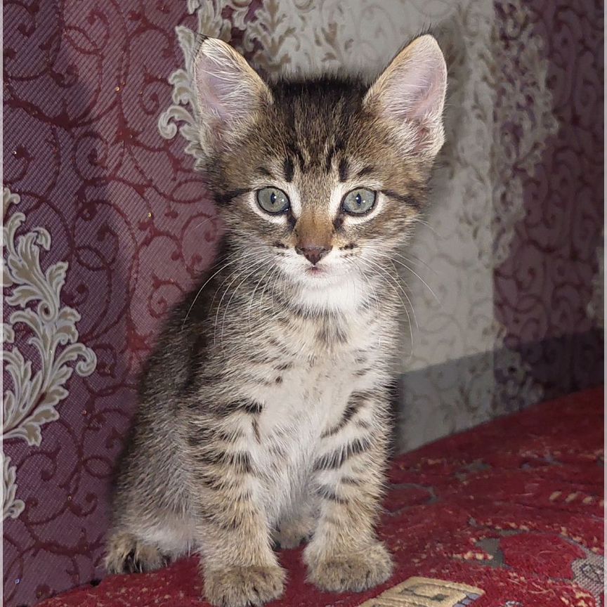 Сибирский котёнок