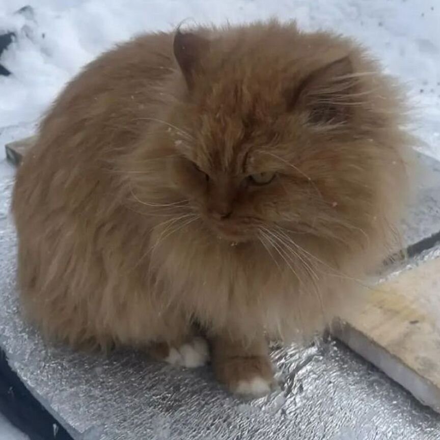 Взрослый кот в добрые руки