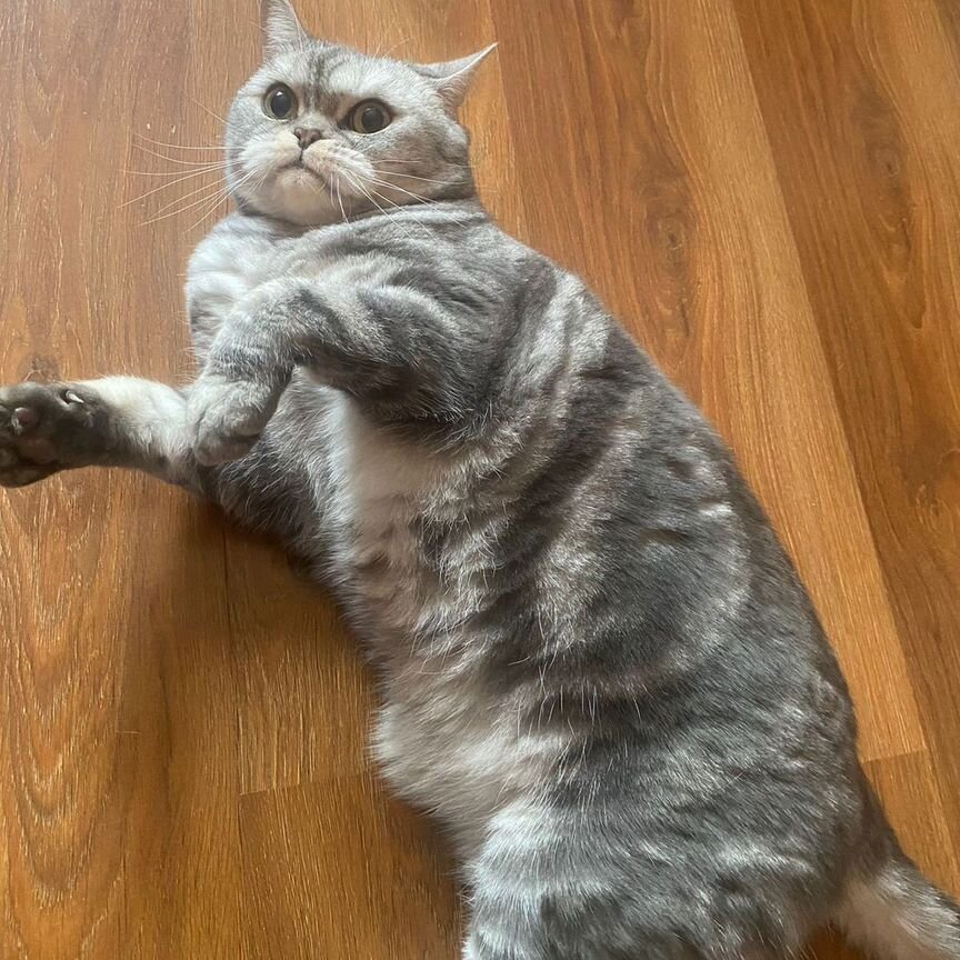 Кот в добрые руки