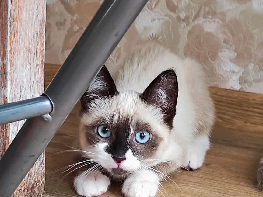 Молодой котик ищет дом
