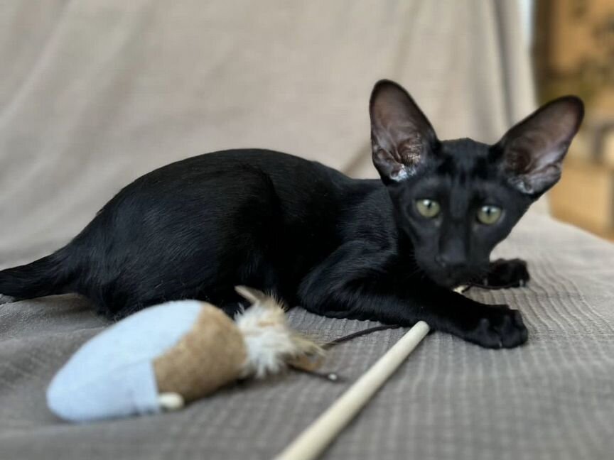 Продам котенка ориентал