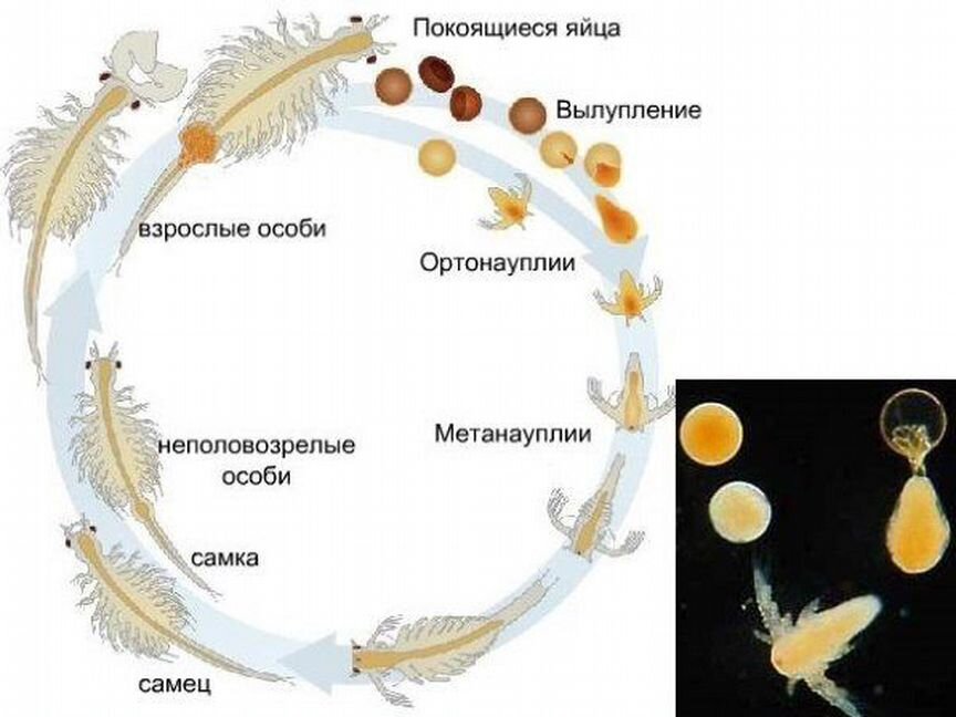 Артемия декапсулят для мальков рыб,креветок,раков