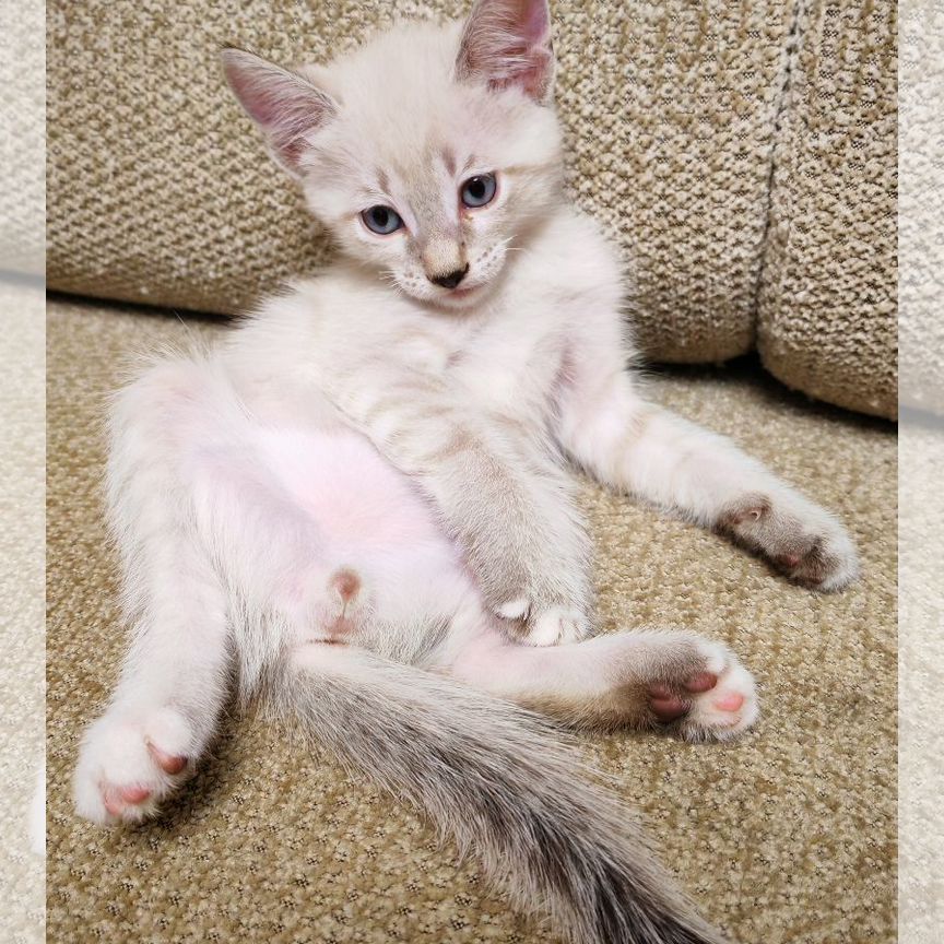 Котёнок в добрые руки