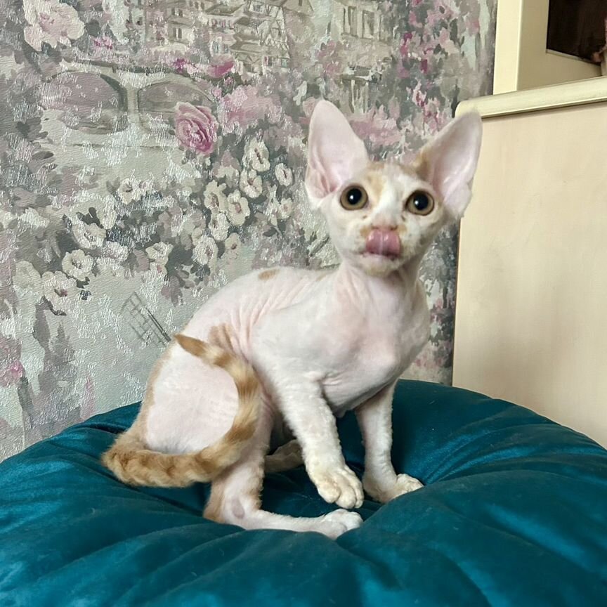 Веселый Пион