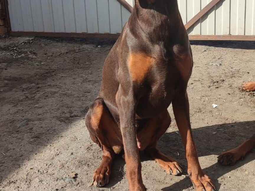 Доберман в добрые руки