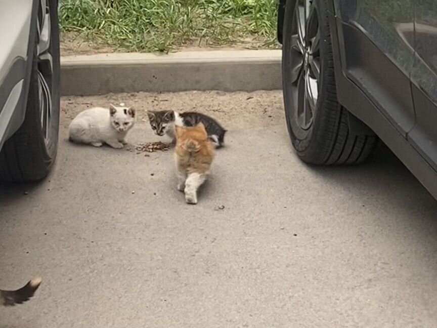 Котята