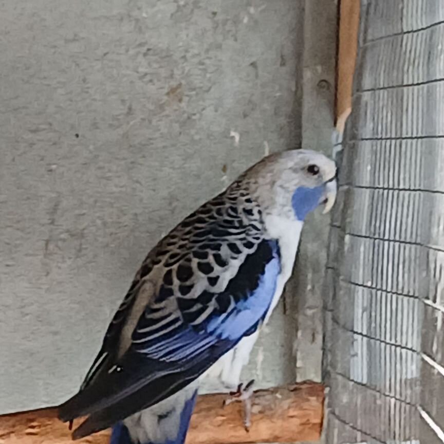 Пинантовая розелла