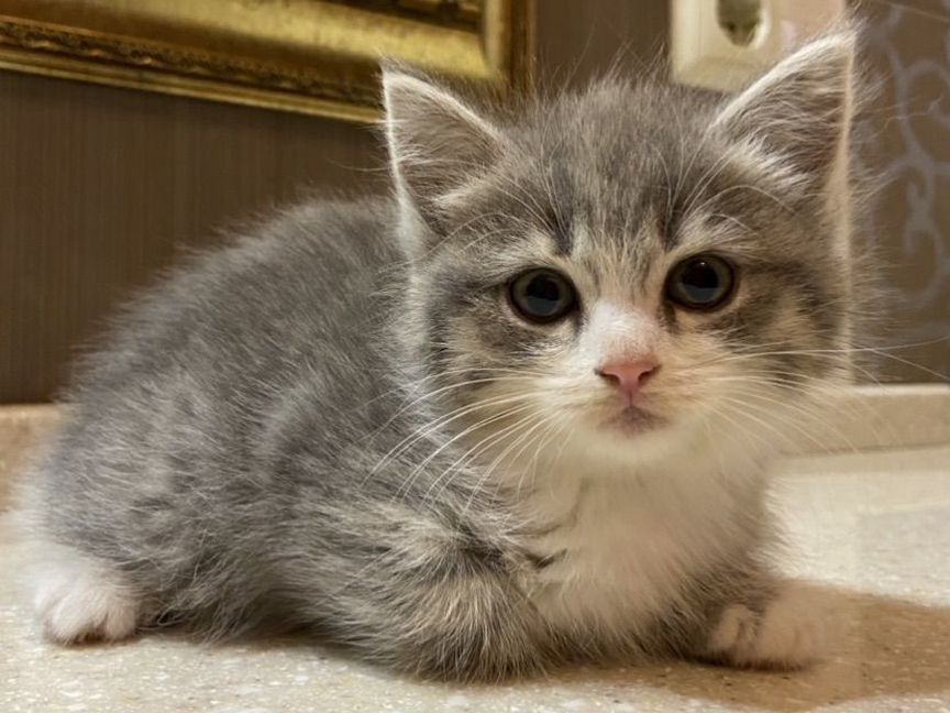 Кошка