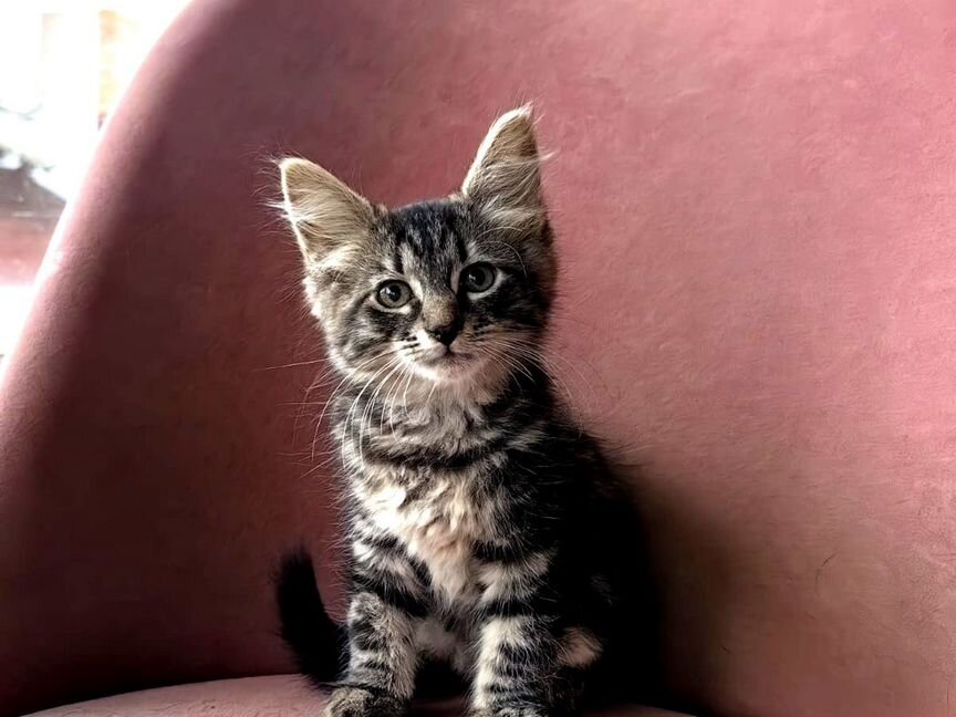 Котенок мальчик ищет дом