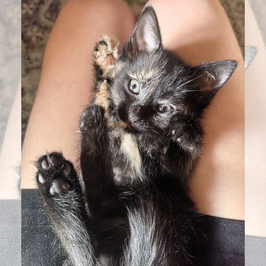Котёнок в добрые руки