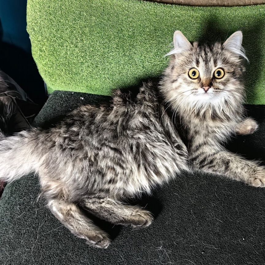 Кошки