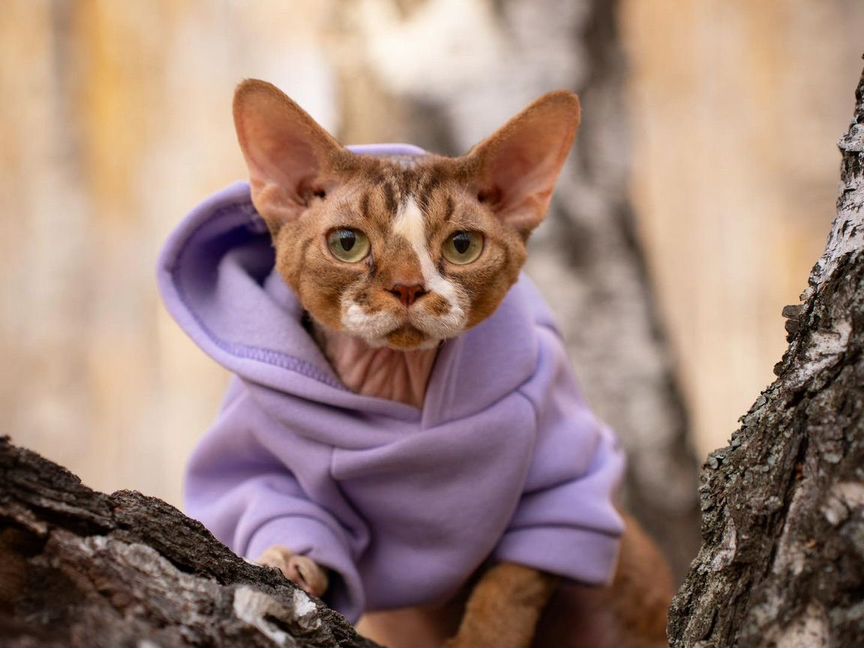 Свитшот для животных